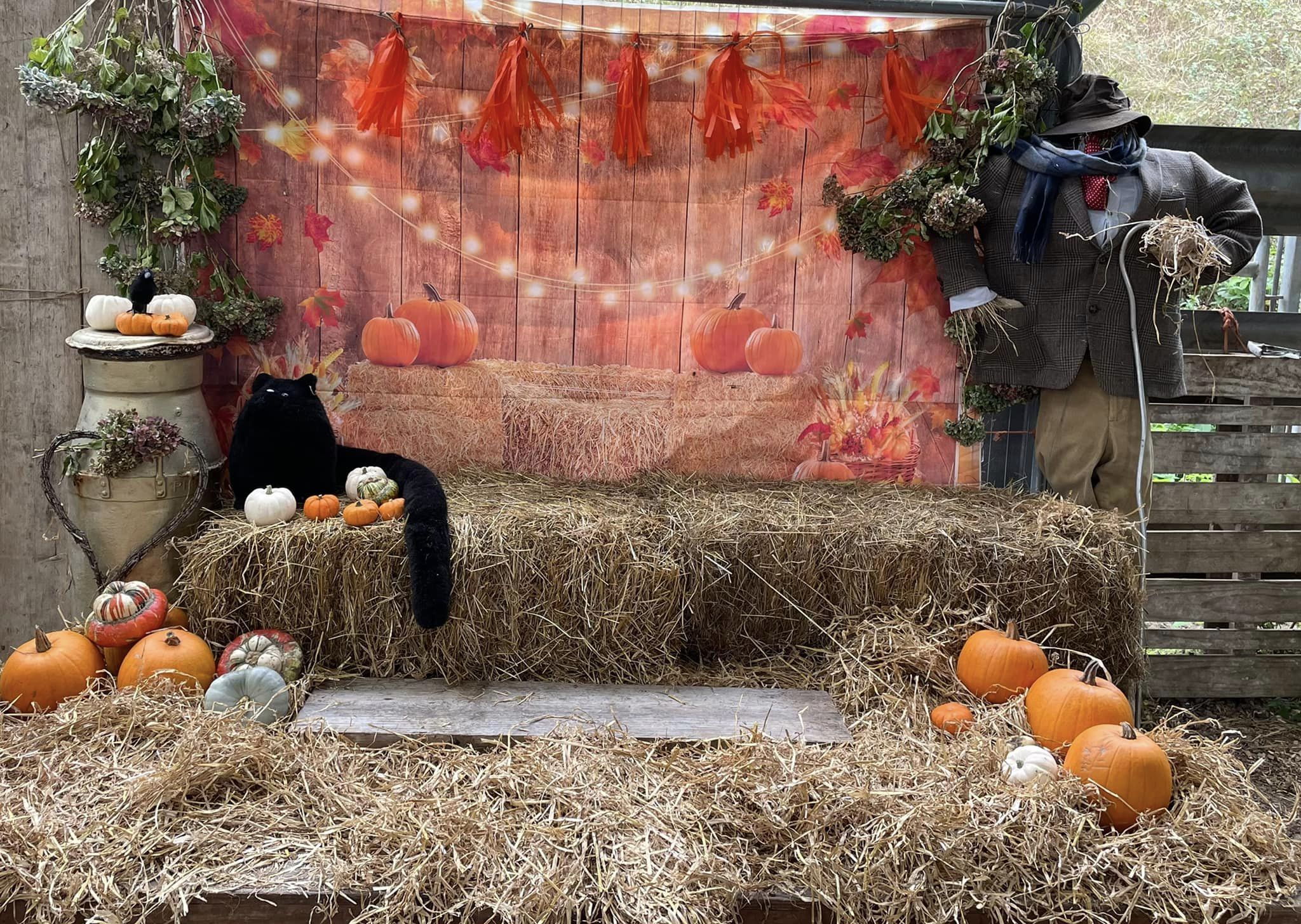 Pumpkins and Fun on the Farm 2026 – Dewflock Farm